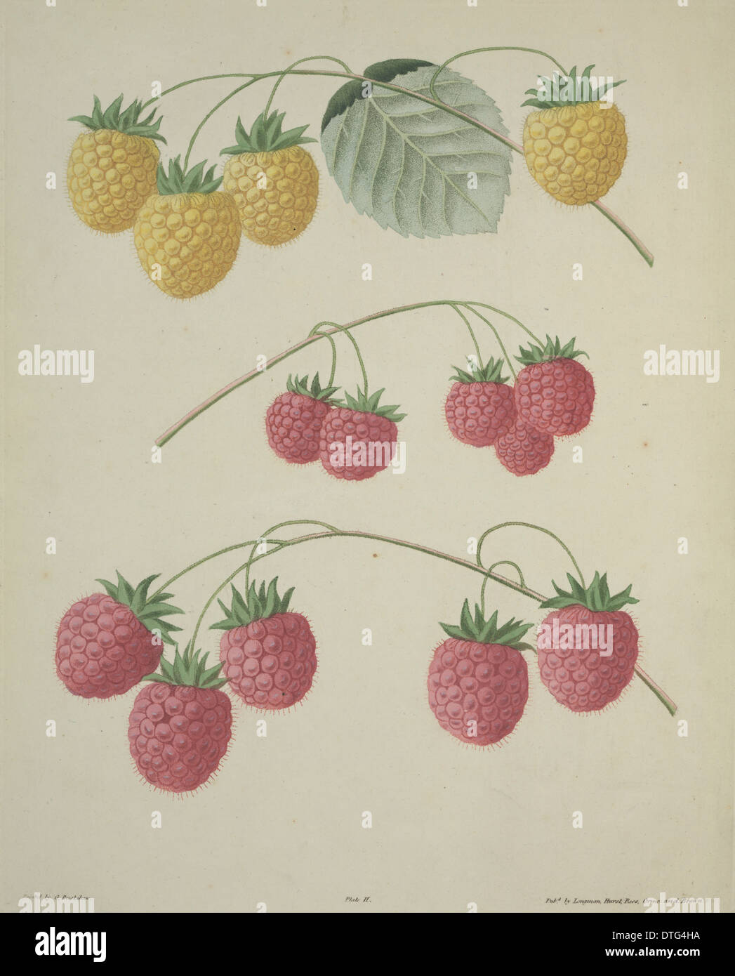 Raspberry illustration hi-res stock photography and images - Alamy