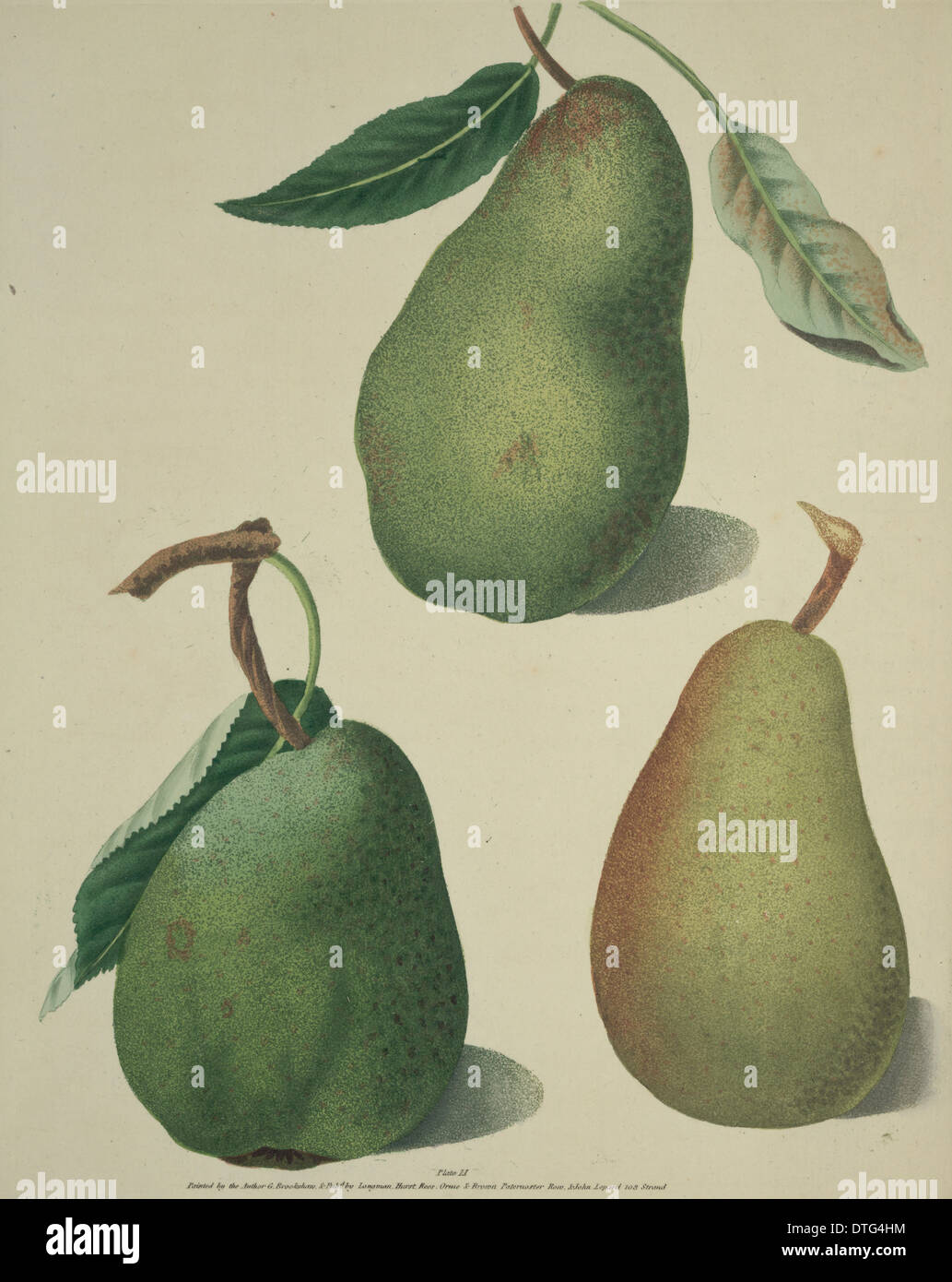 Pear flowering hi-res stock photography and images - Alamy
