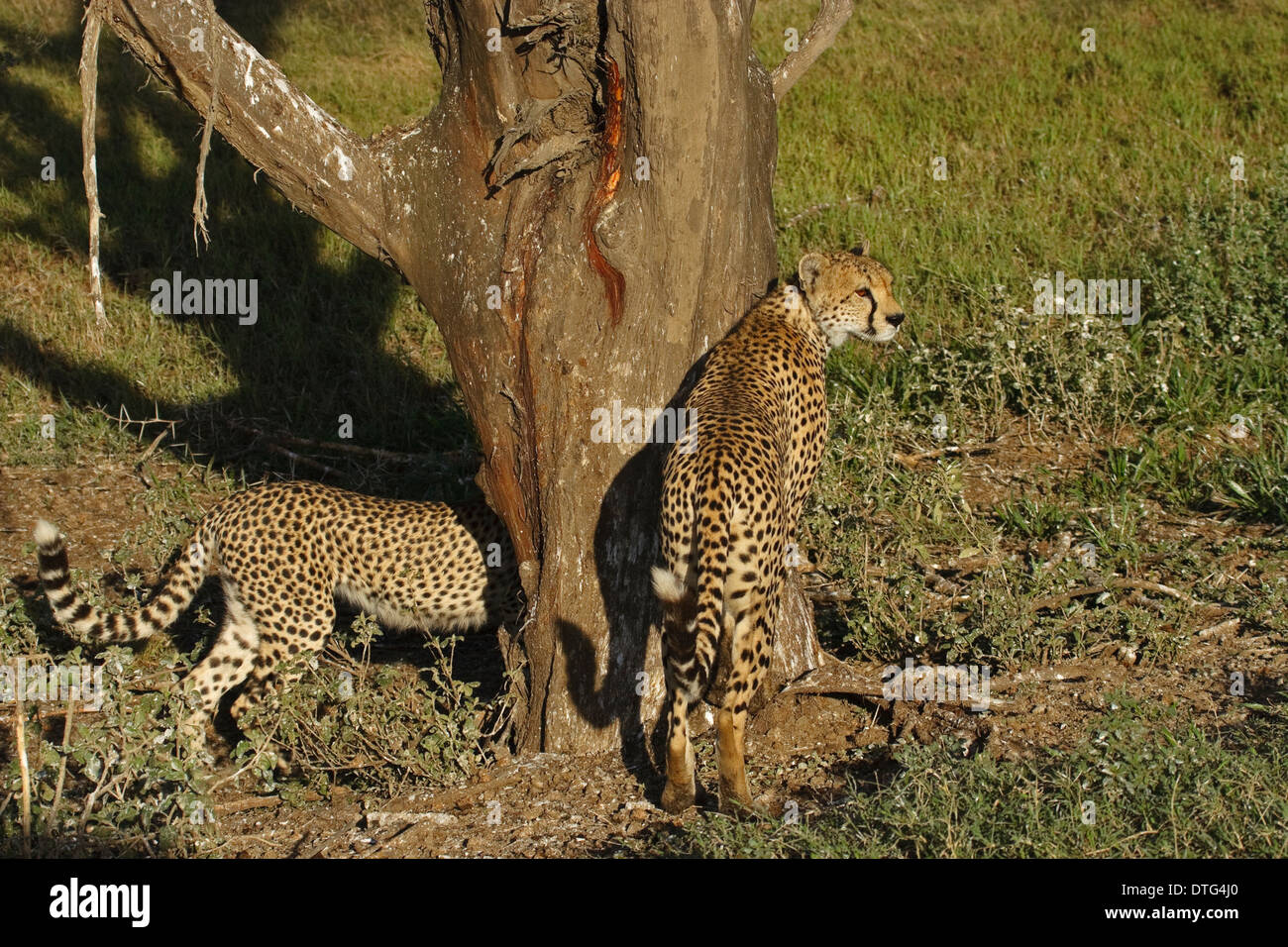 Cheetah marking a tree hi-res stock photography and images - Alamy