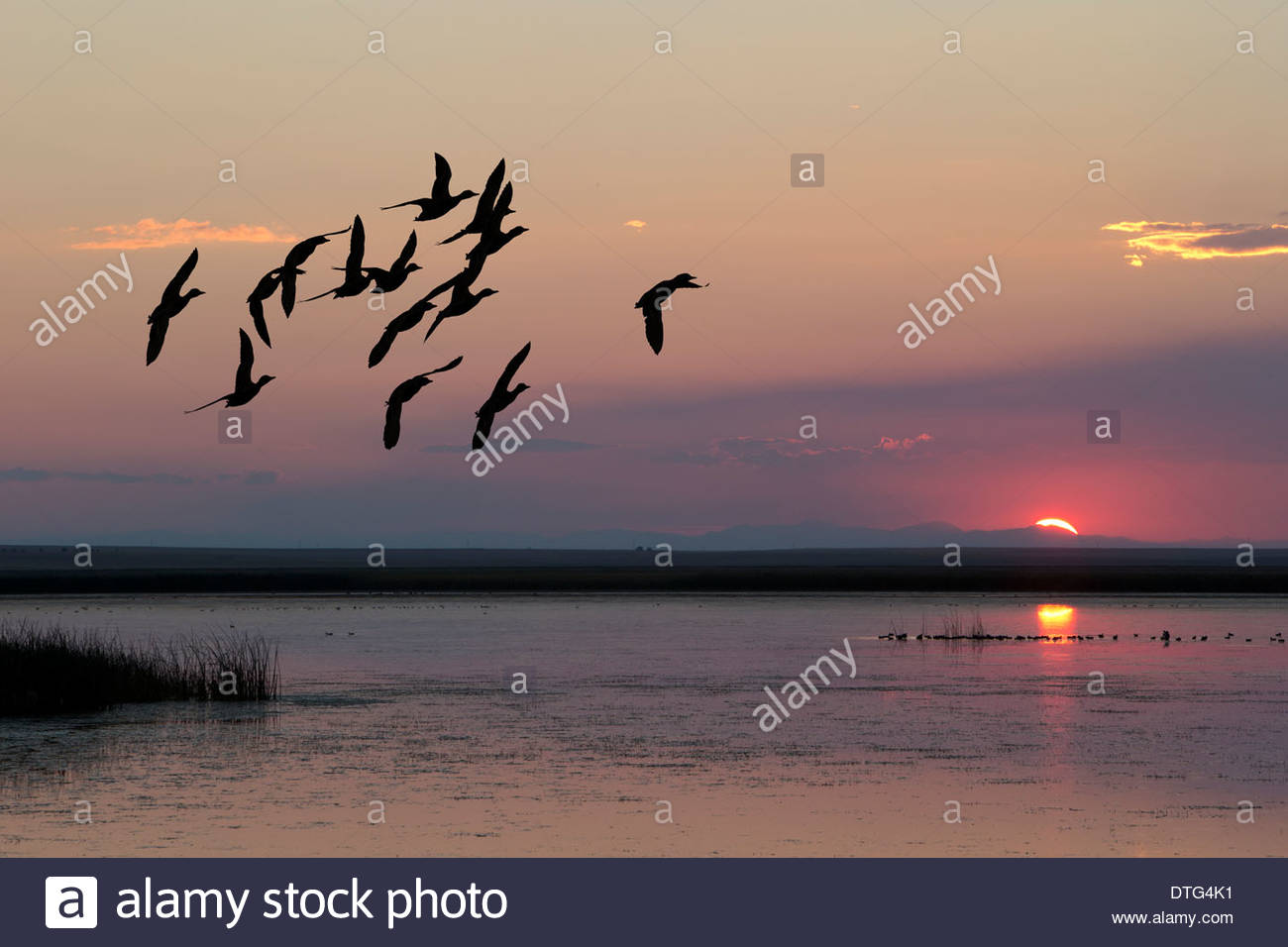 Mallard Ducks Sunset Silhouette Flight Stock Photos & Mallard Ducks ...