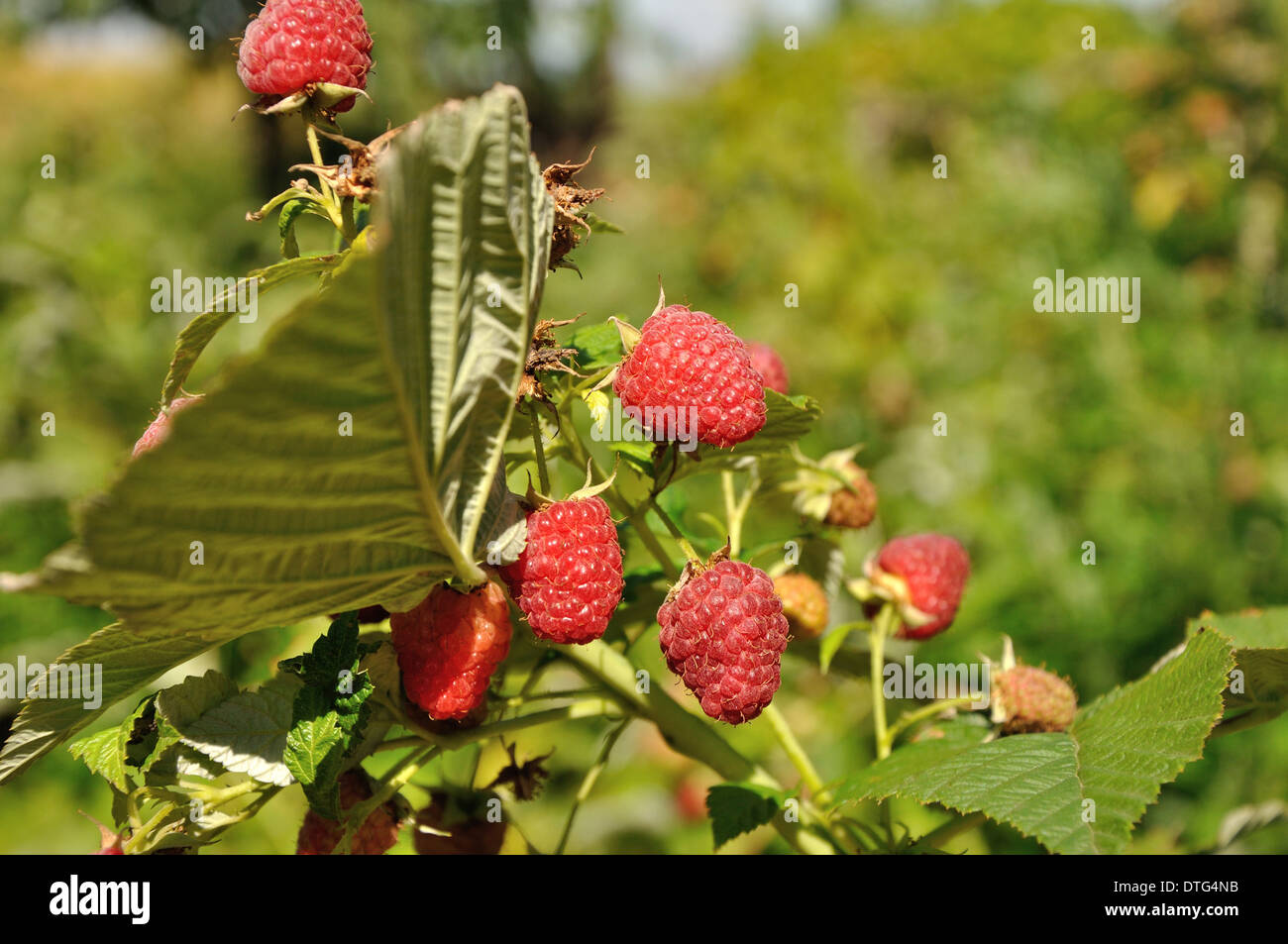 Closeup natural twig branch ripe hi-res stock photography and images ...