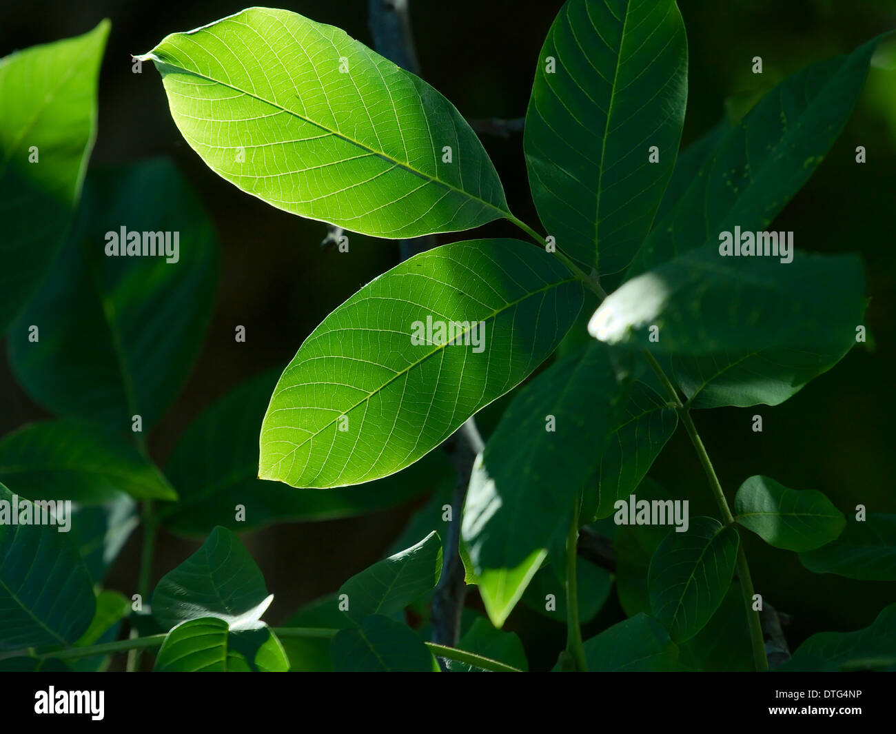 Beam tree leaves hi-res stock photography and images - Alamy
