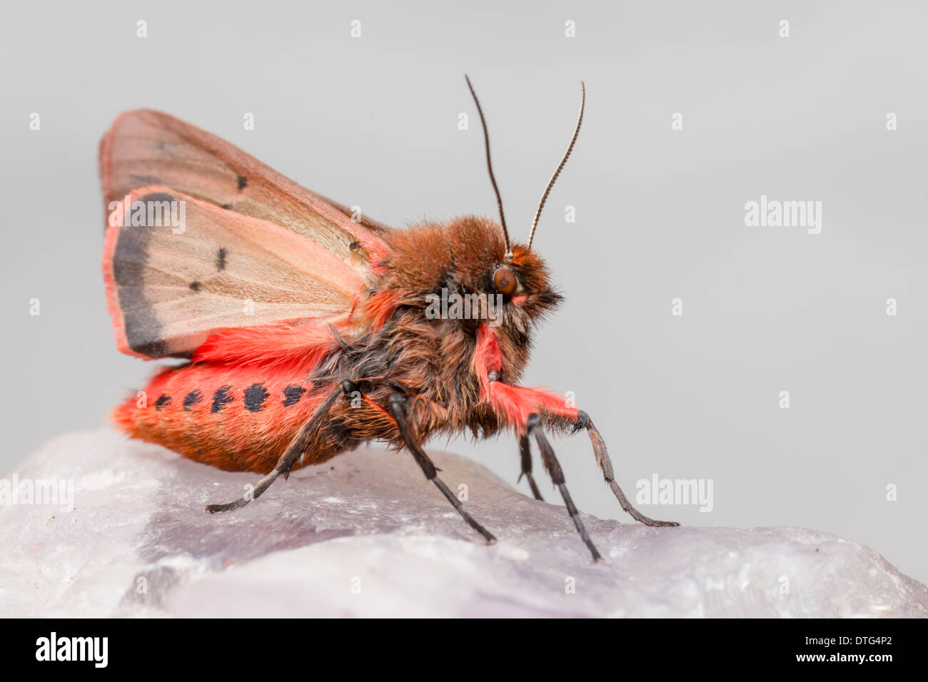 The Ruby Tiger (Phragmatobia fuliginosa Stock Photo - Alamy