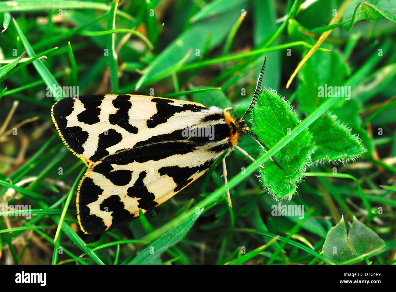Tiger moth hi-res stock photography and images - Alamy