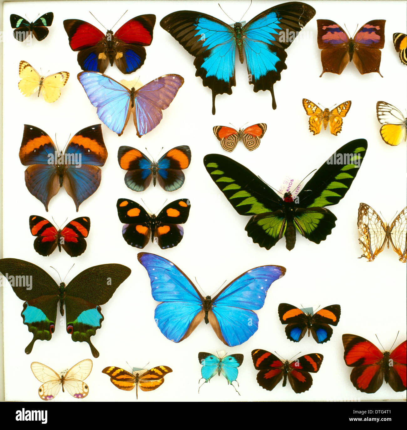 Butterfly specimen tray Stock Photo - Alamy