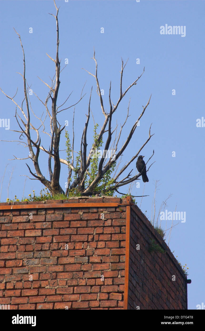 Spiky bush growing on the tower of a derelict industrial building in ...