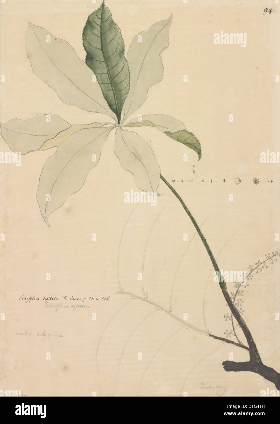 Schefflera digitata hi-res stock photography and images - Alamy