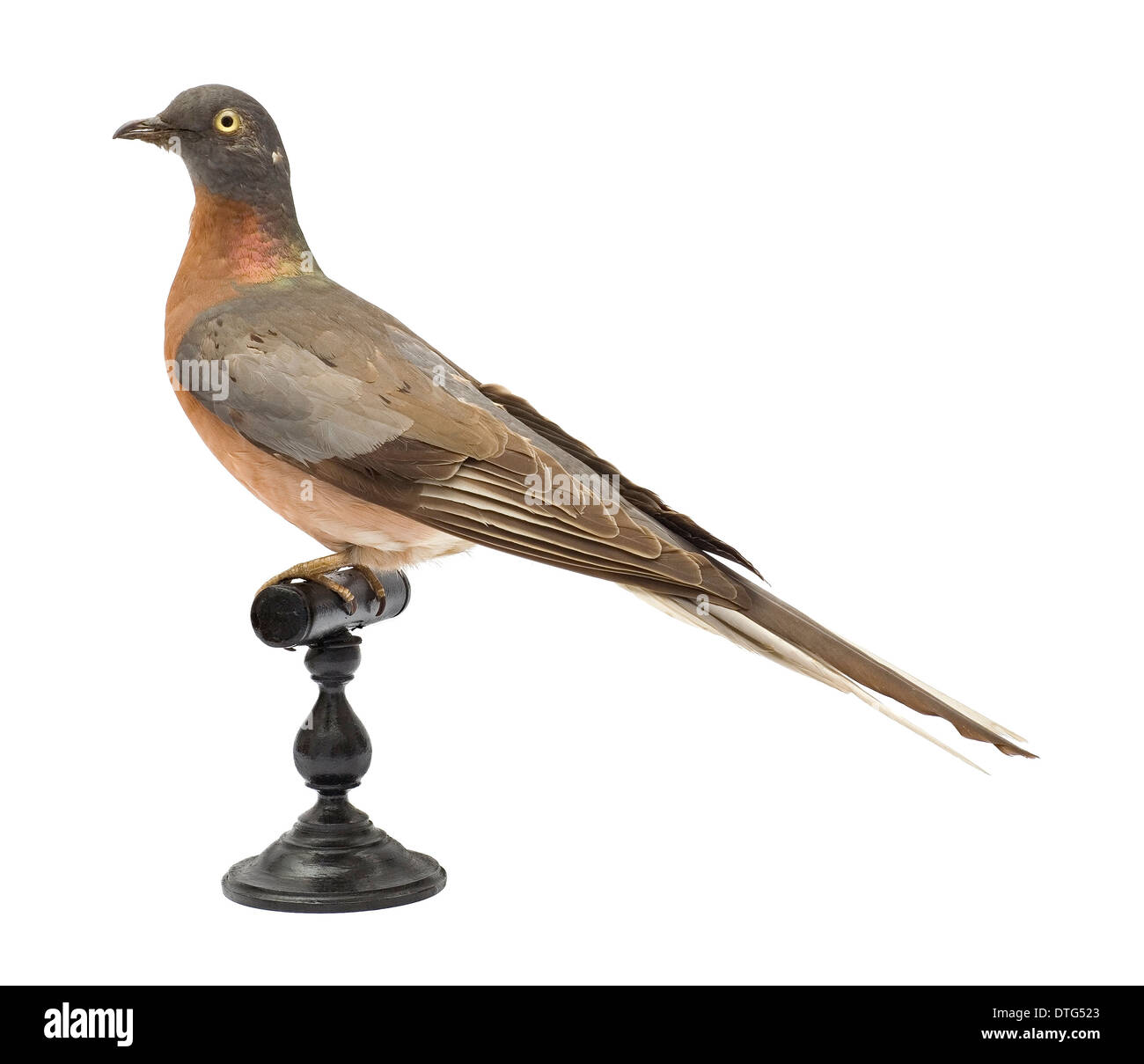 Passenger pigeon hi-res stock photography and images - Alamy
