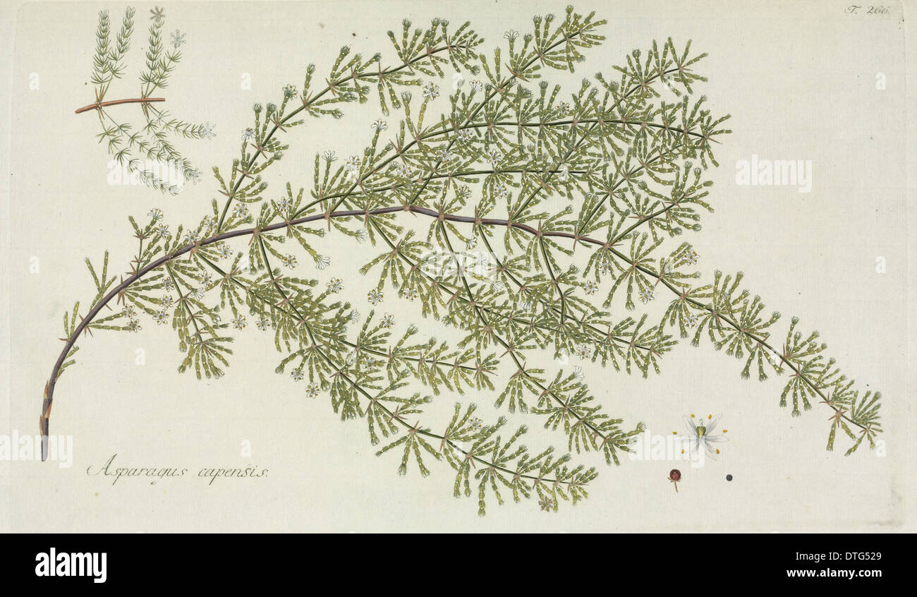 Asparagus capensis hi-res stock photography and images - Alamy
