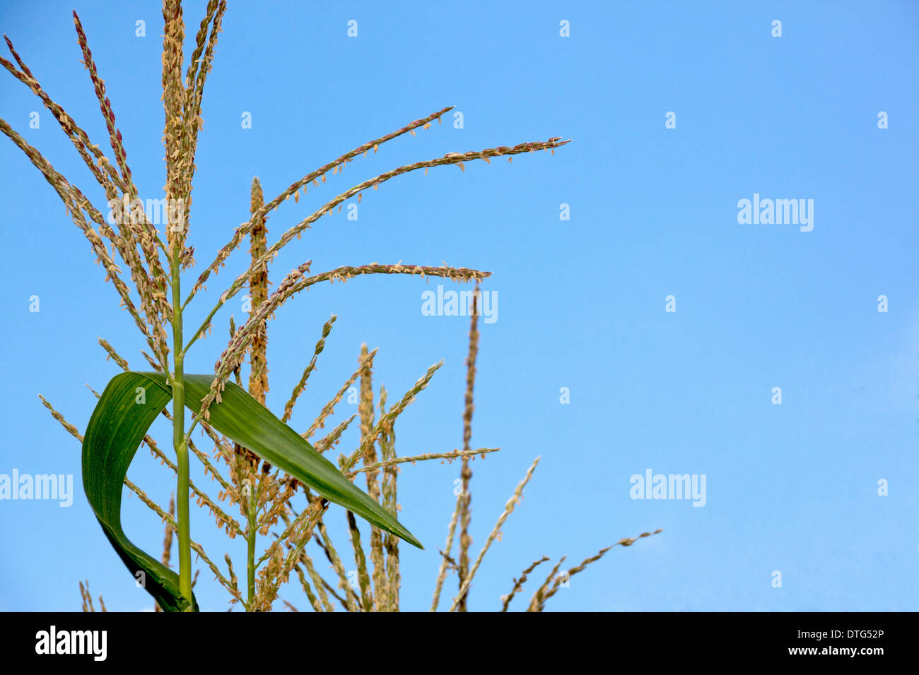 flowers of maize plant against blue sky Stock Photo - Alamy