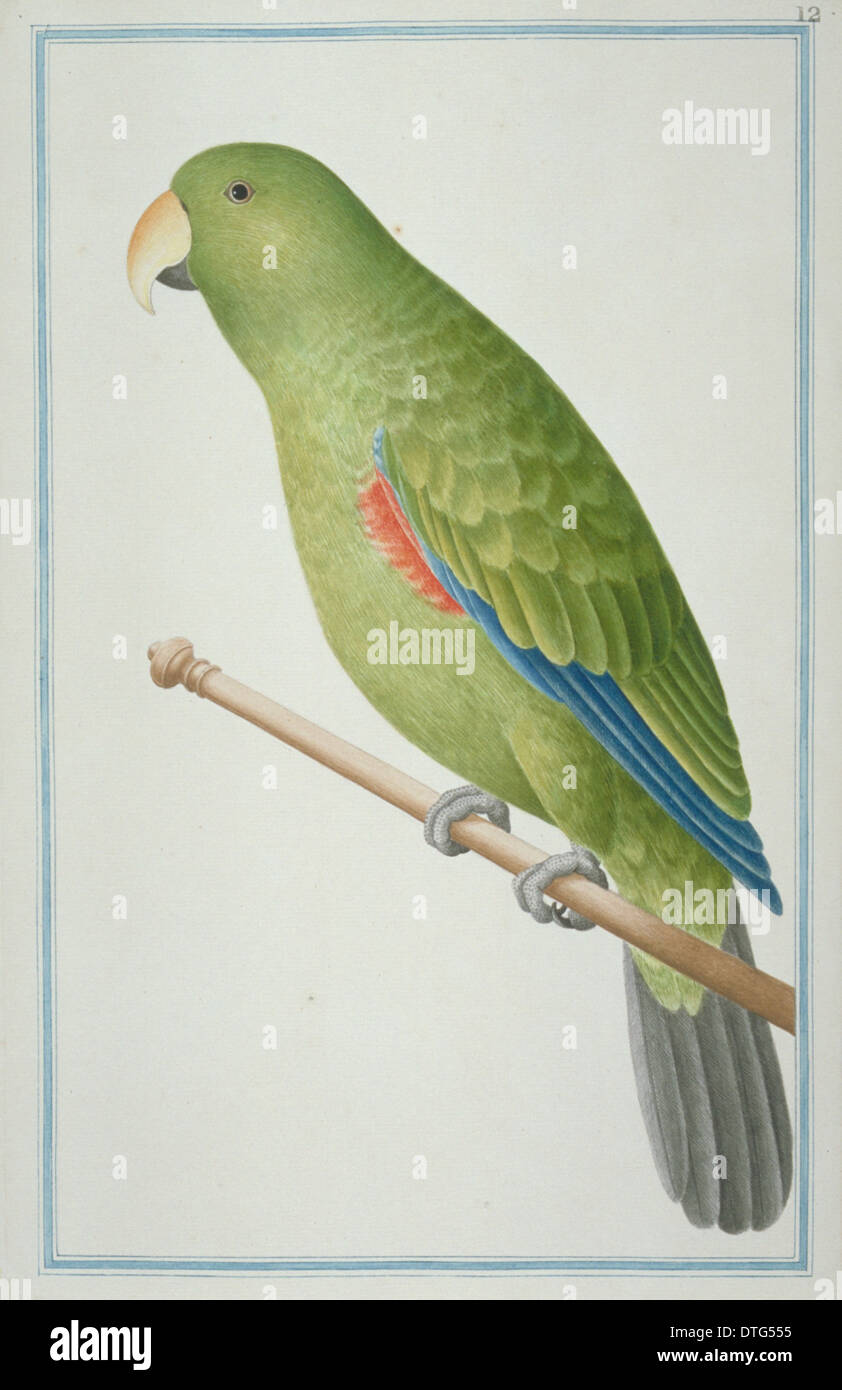 Eclectus parrot illustration hi-res stock photography and images - Alamy