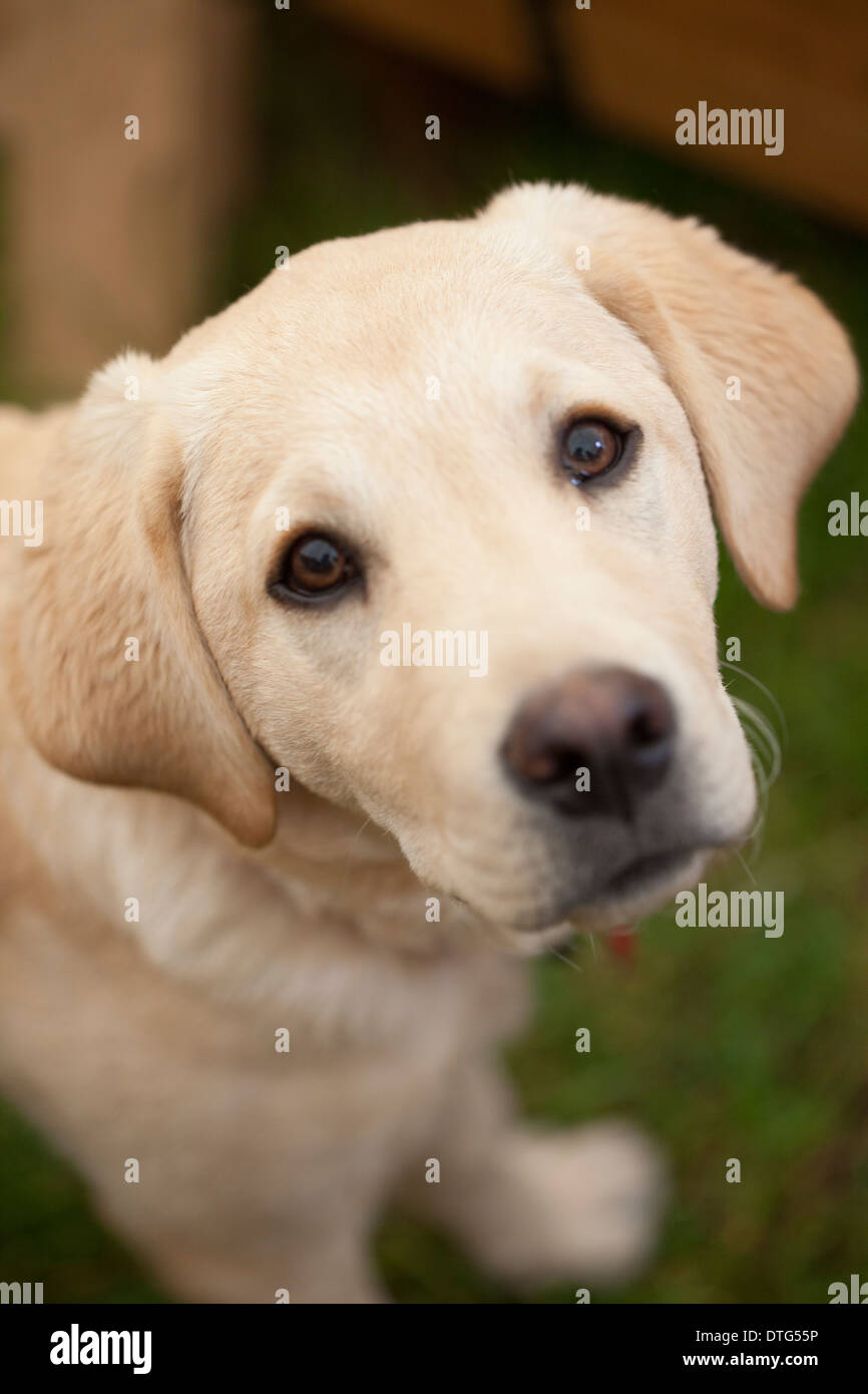Golden labrador dog hi-res stock photography and images - Alamy