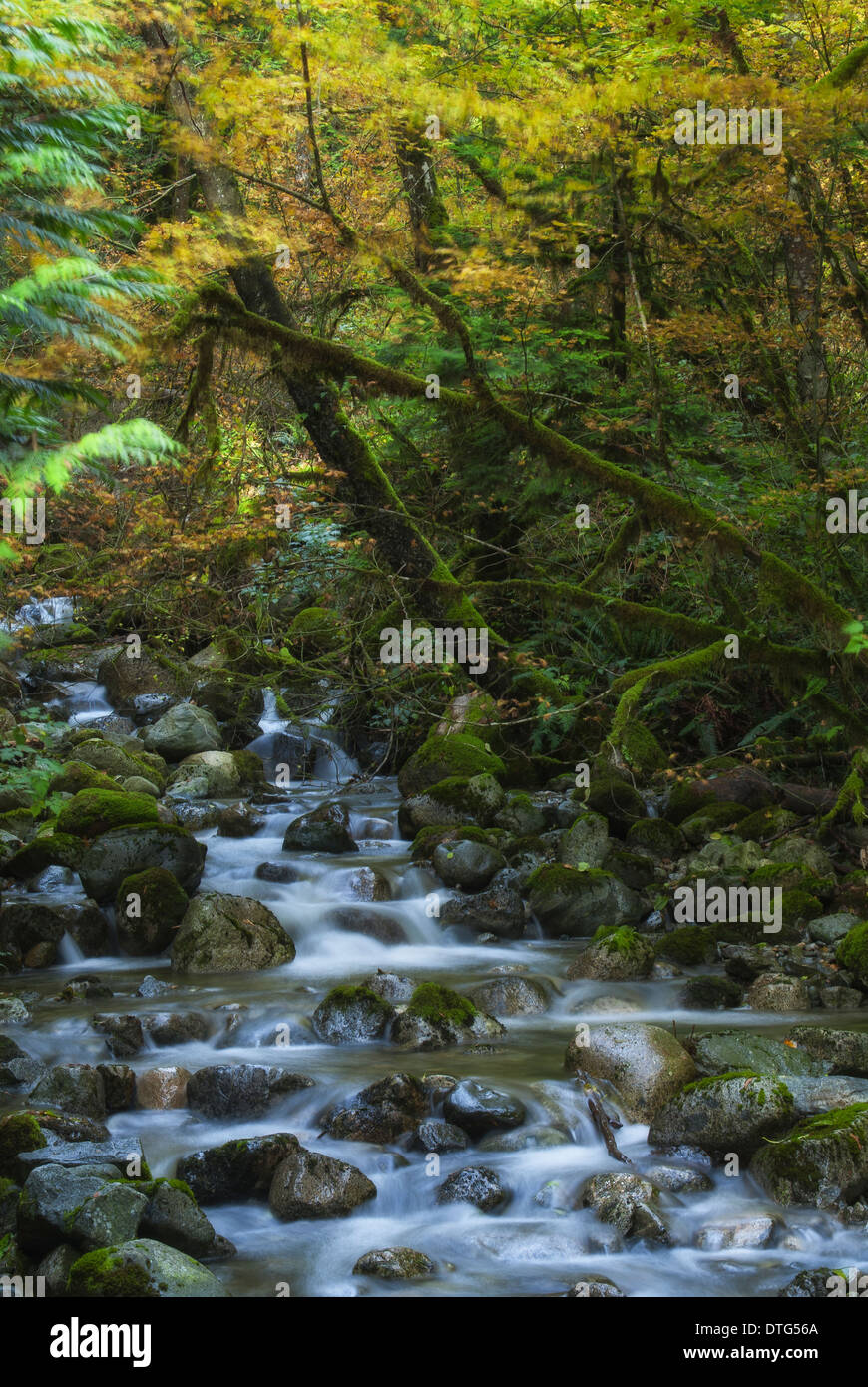 Rainforest creek hi-res stock photography and images - Alamy