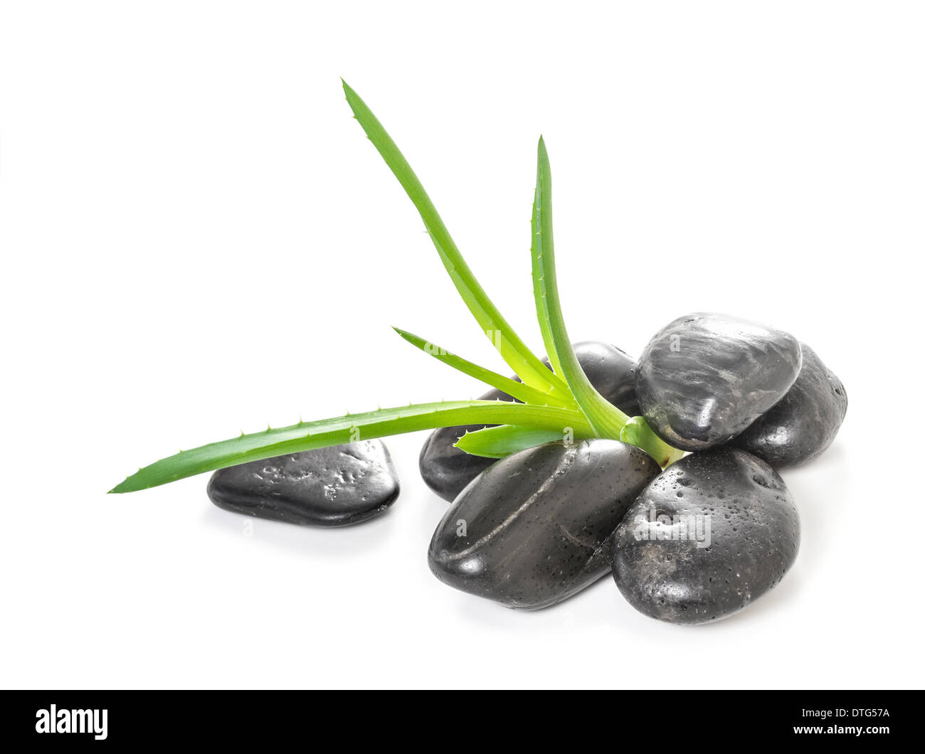 Aloe vera wallpaper hi-res stock photography and images - Alamy