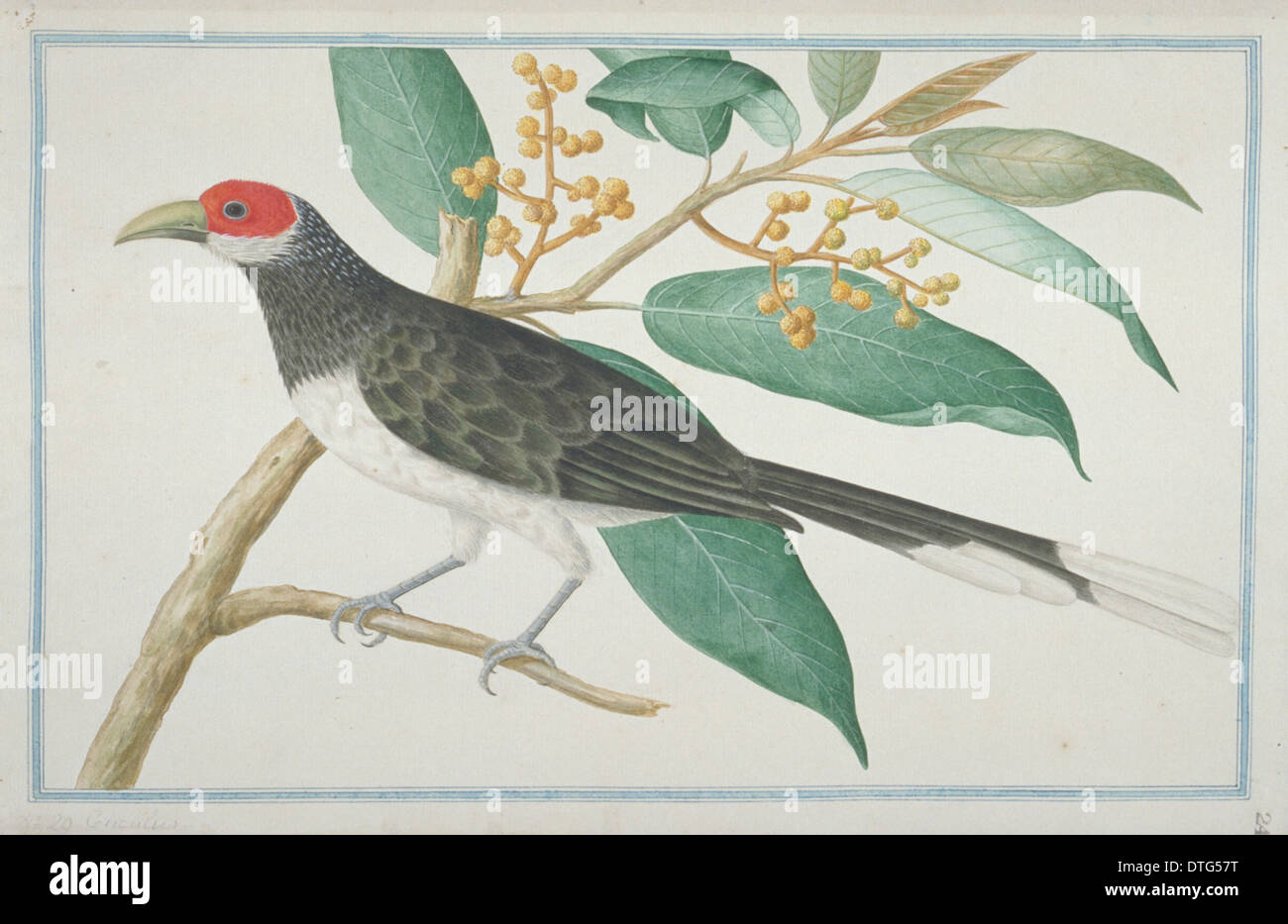 Phaenicophaeus pyrrhocephalus, red-faced malkoha Stock Photo - Alamy