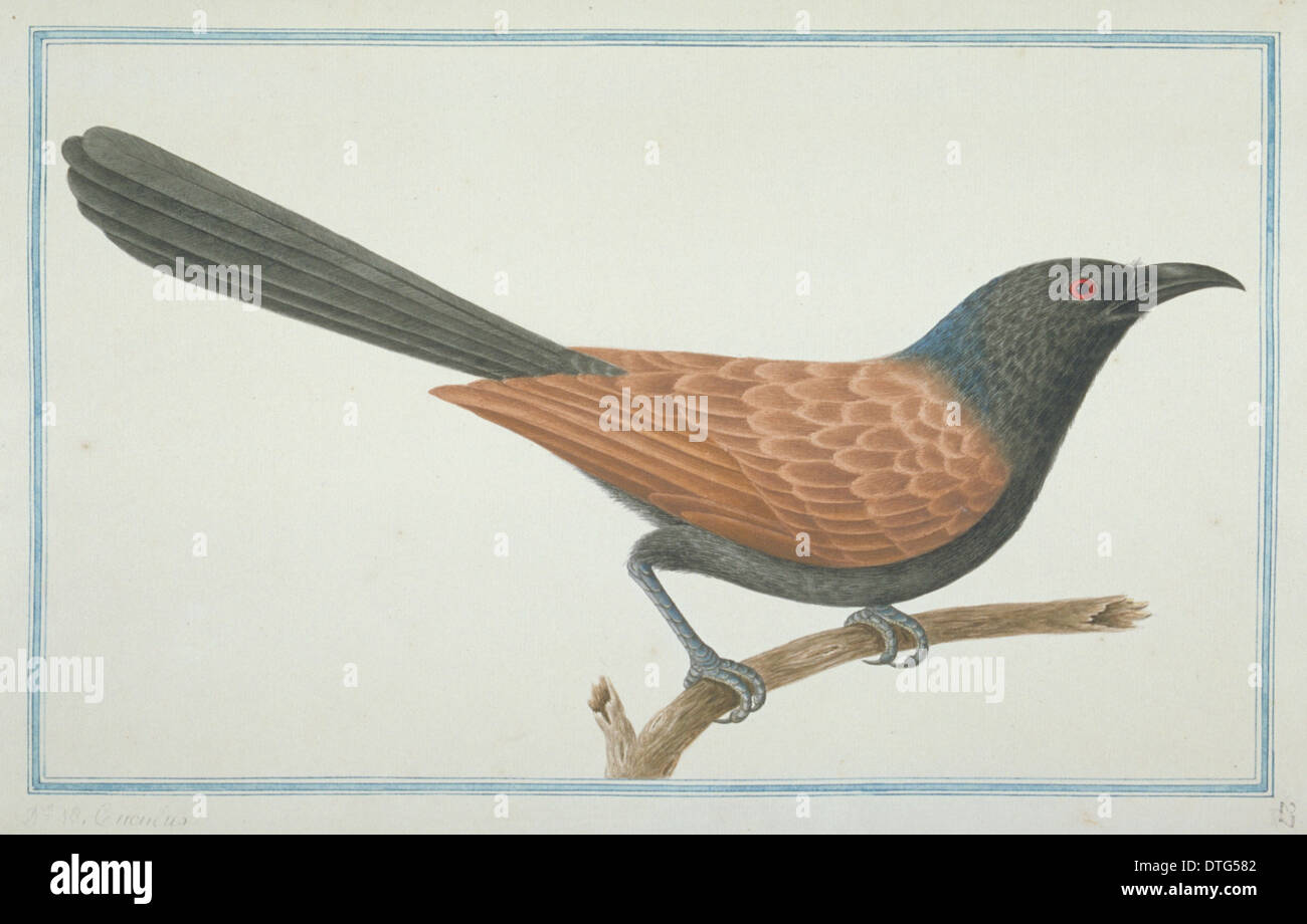 Centropus sinensis, greater coucal Stock Photo - Alamy