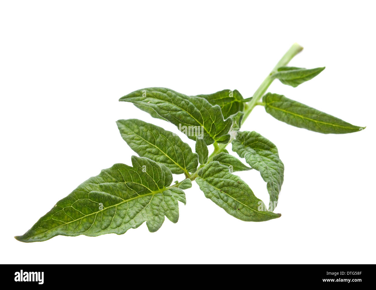 Tomato leaf hi-res stock photography and images - Alamy