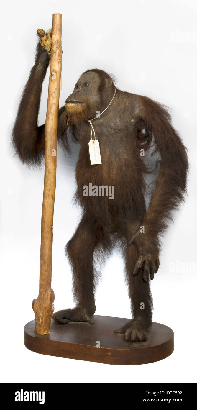 White pongo hi-res stock photography and images - Alamy