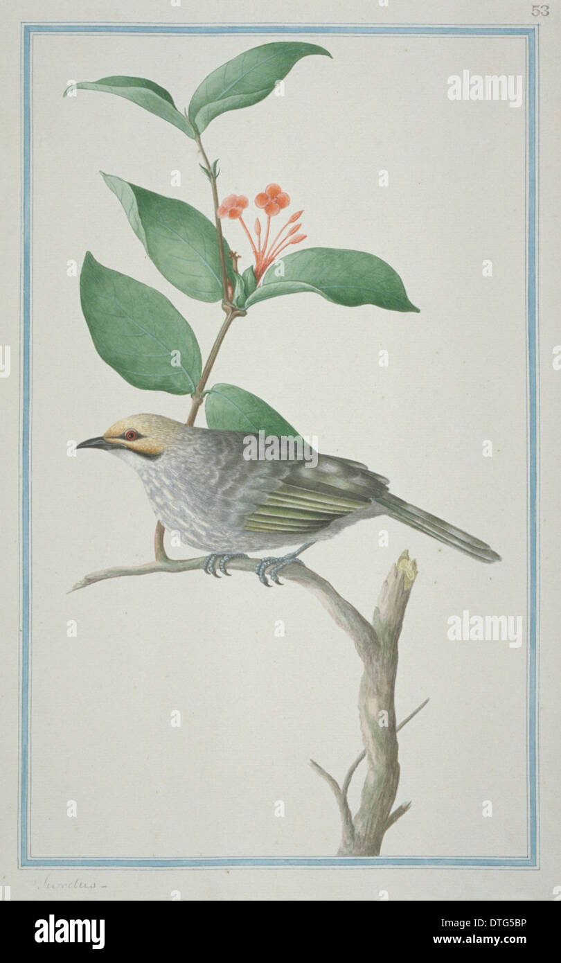 Pycnonotus zeylanicus, straw-headed bulbul Stock Photo - Alamy