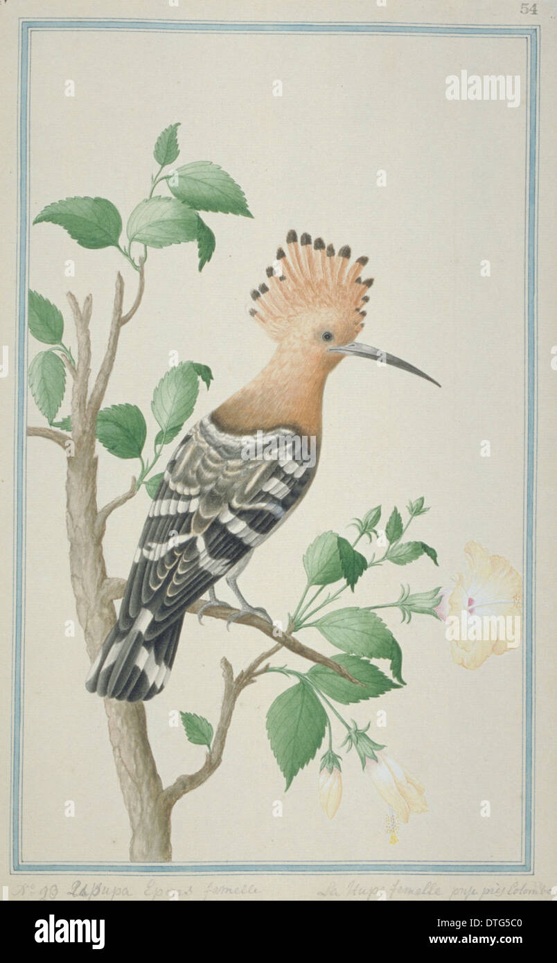 Upupa epops, common hoopoe Stock Photo - Alamy