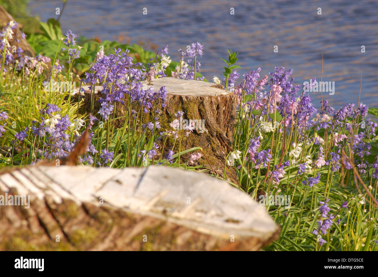 Tree stump on the bank of the River Clyde at Dalmarnock in Glasgow ...