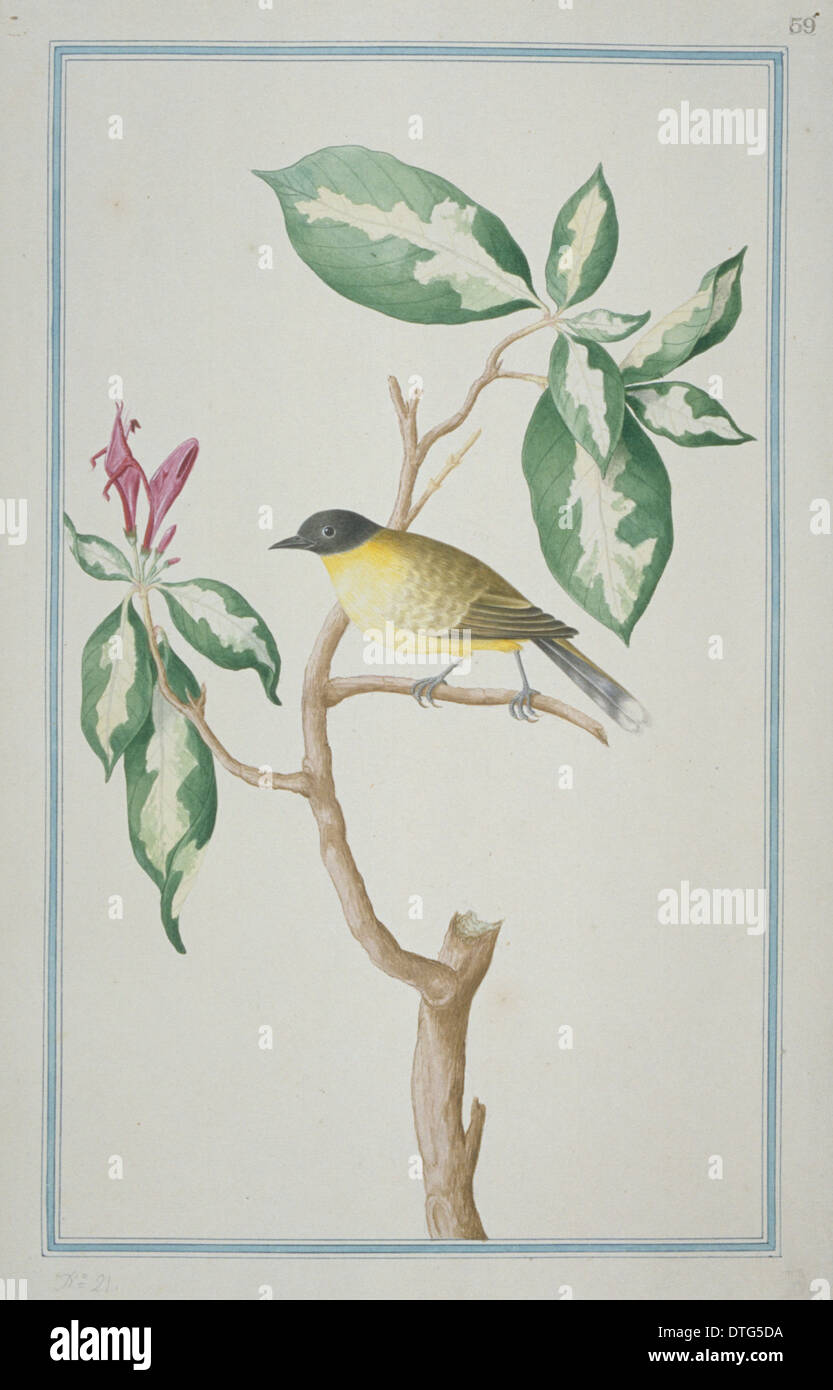 Bulbul flower hi-res stock photography and images - Alamy