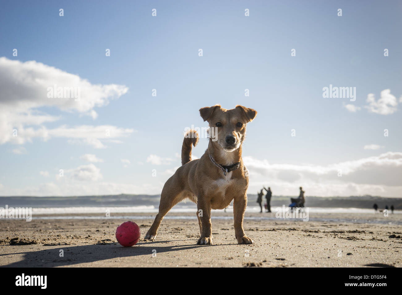 Small dog on beach Stock Photo - Alamy