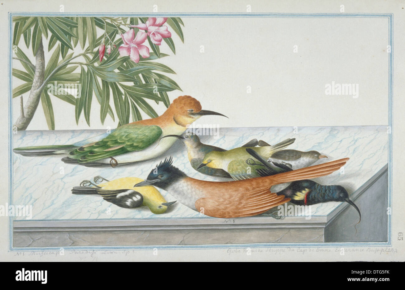 Collection of mixed dead birds Stock Photo - Alamy