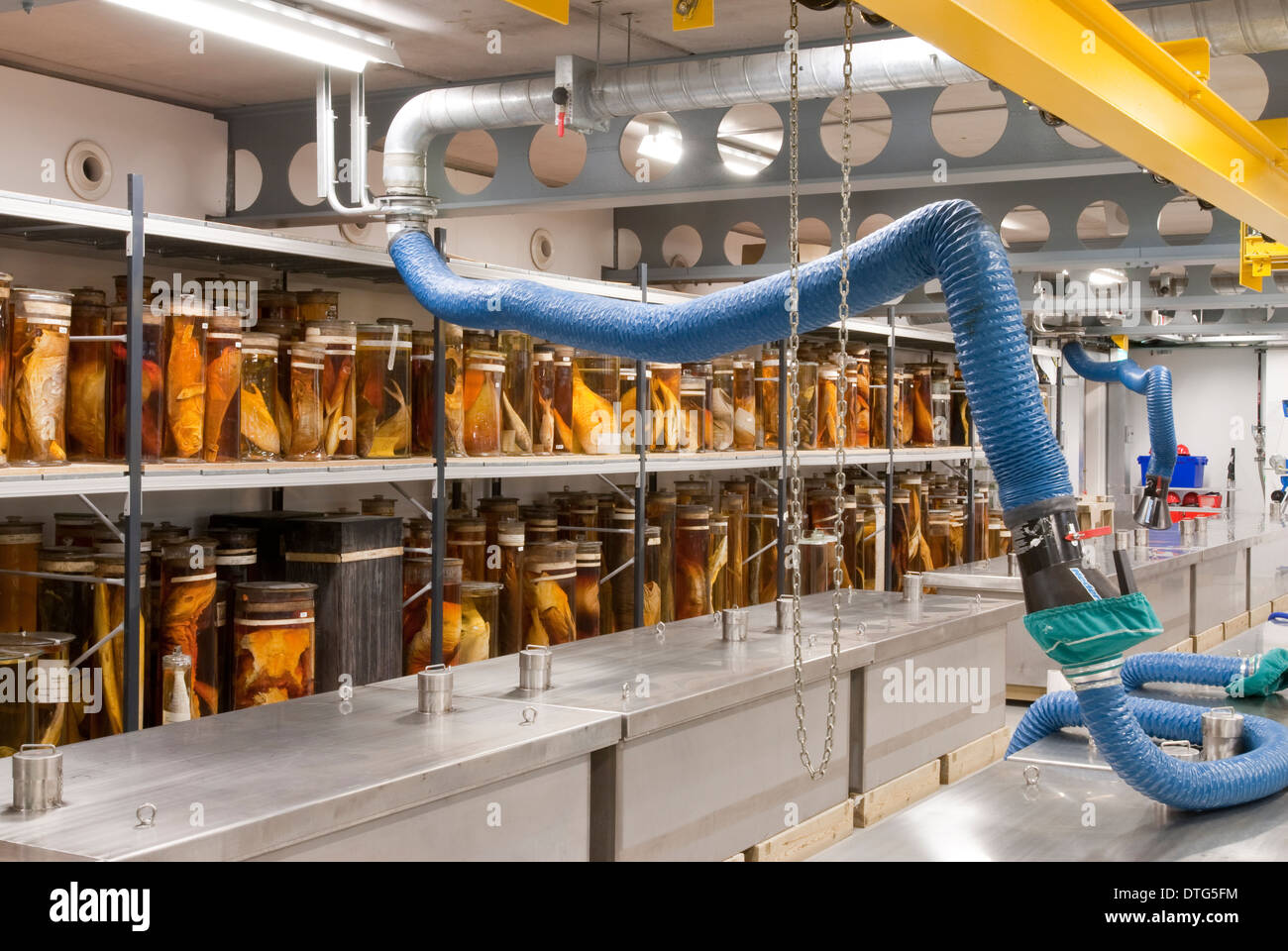 Natural history museum tank room hi-res stock photography and images ...