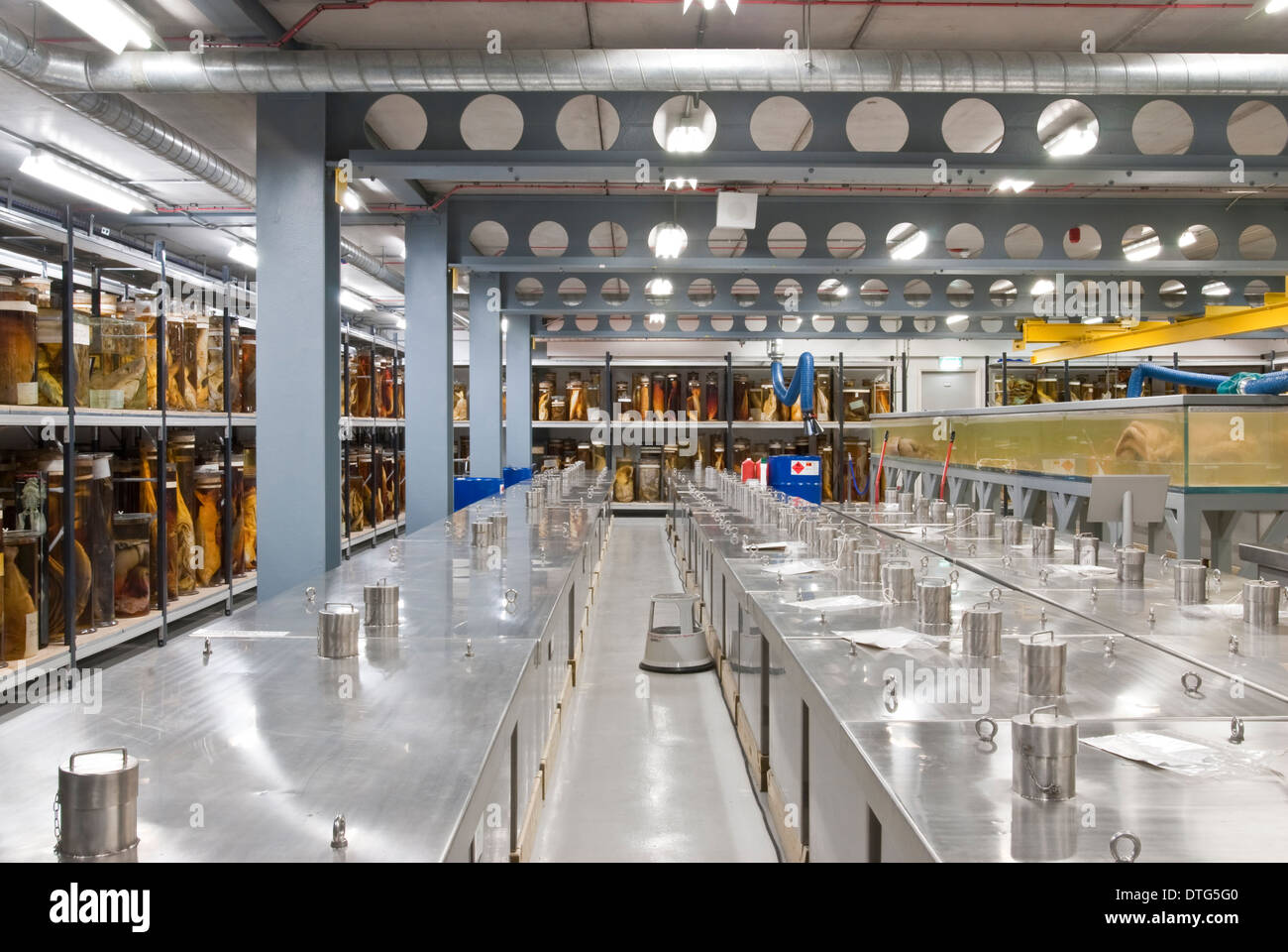 The Tank Room, Darwin Centre Stock Photo - Alamy