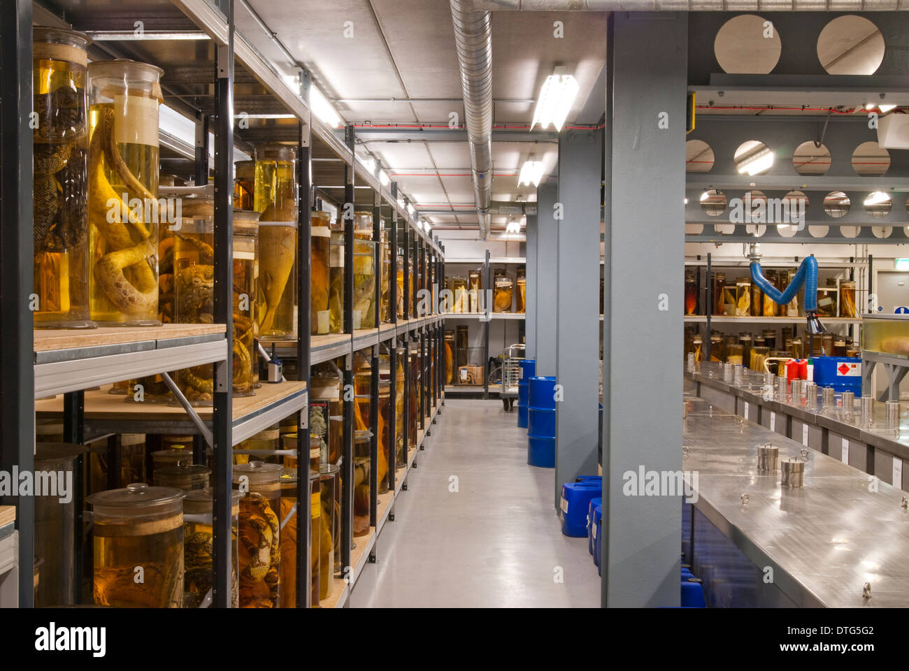 The Tank Room, Darwin Centre Stock Photo - Alamy