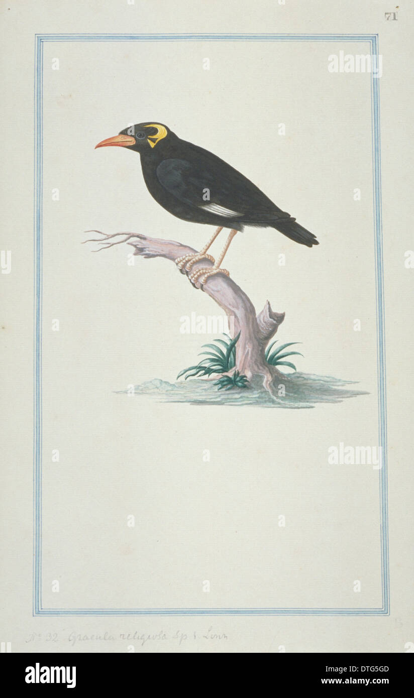 Gracula religiosa, hill myna Stock Photo - Alamy