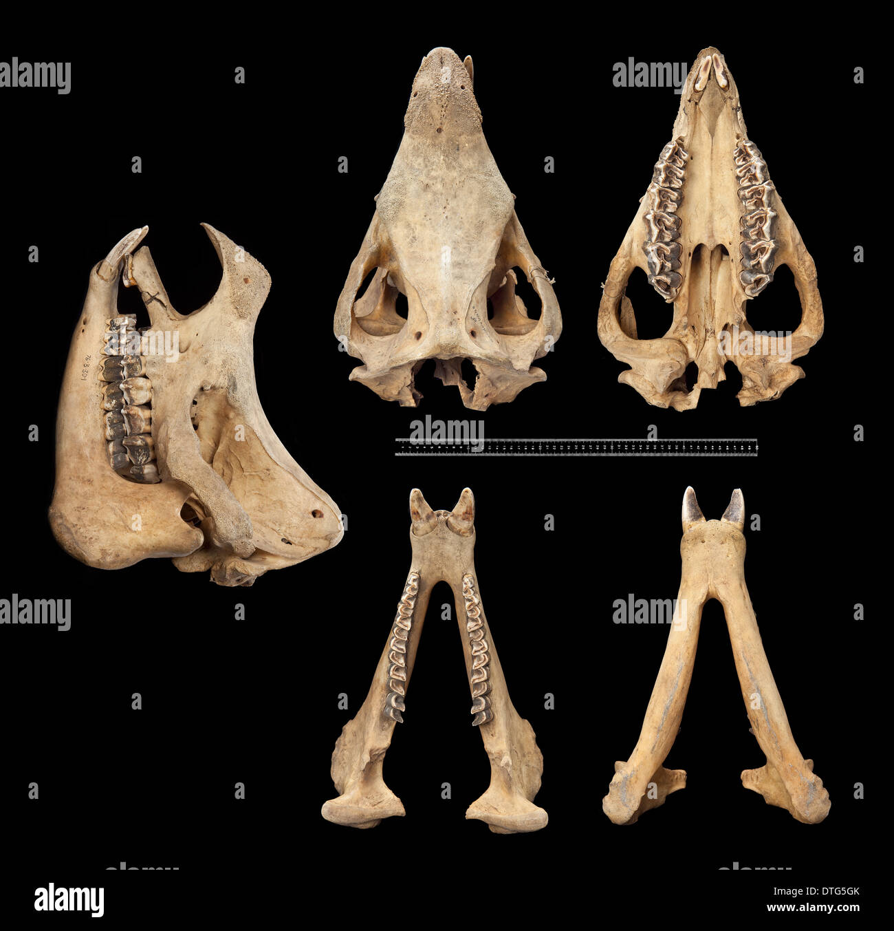 Rhinoceros sondaicus, javan rhinoceros Stock Photo - Alamy