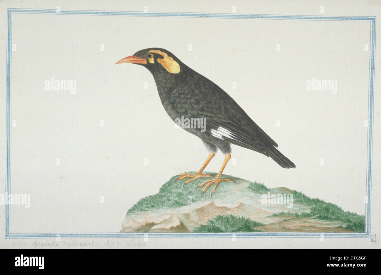 Common hill myna bird hi-res stock photography and images - Alamy