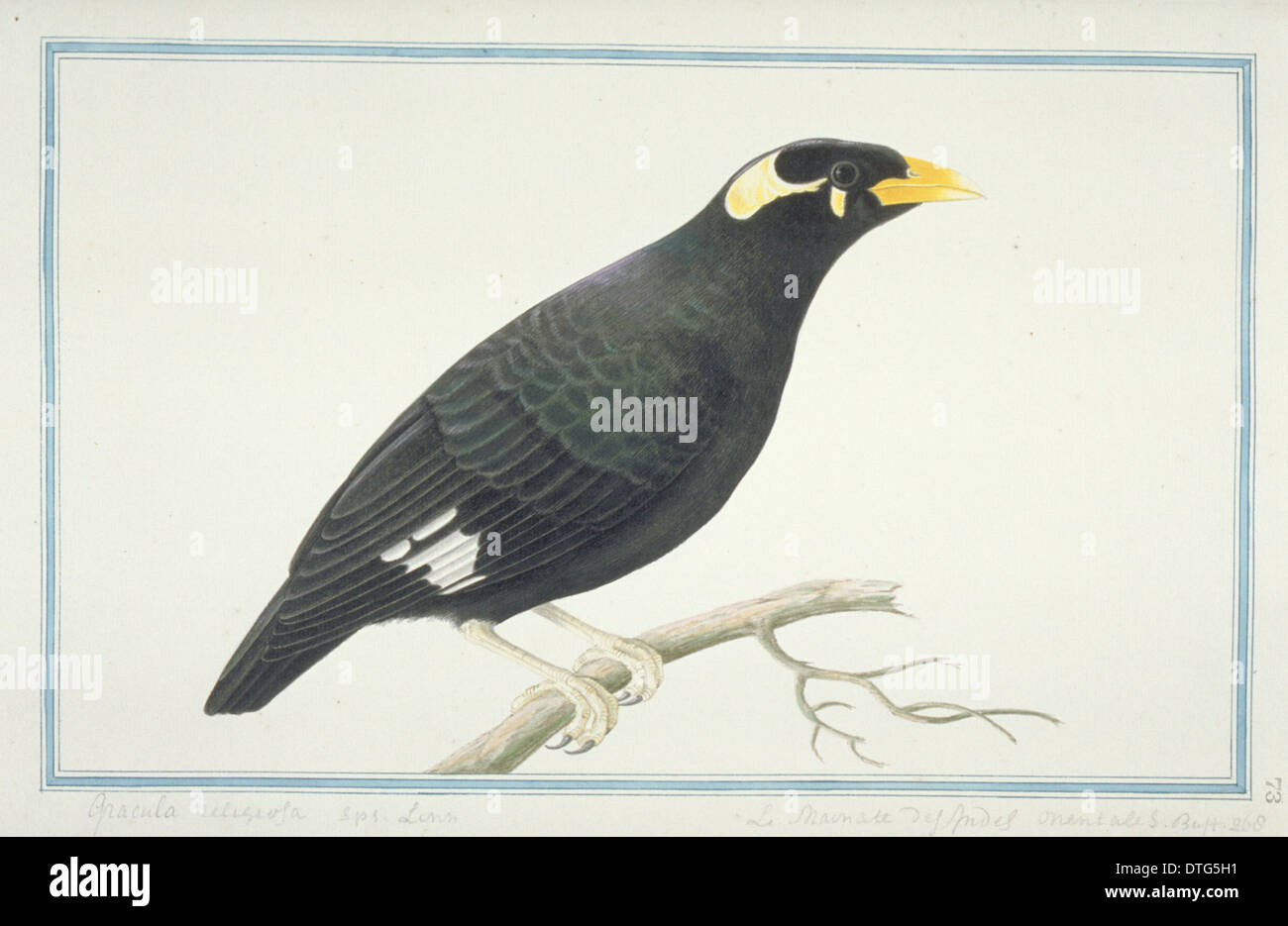 Gracula religiosa indica, lesser hill myna Stock Photo - Alamy