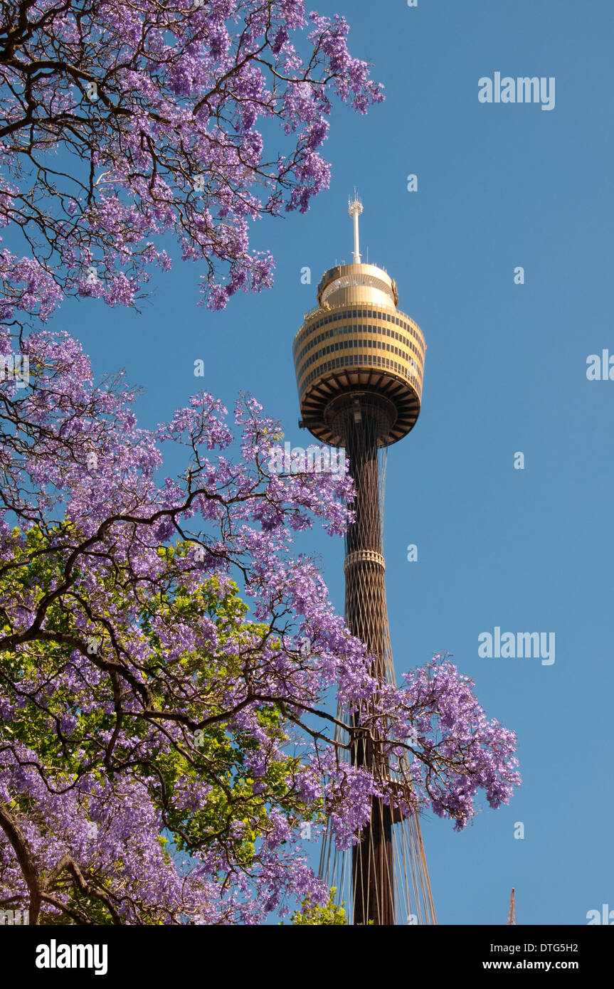 Jacaranda hi-res stock photography and images - Alamy