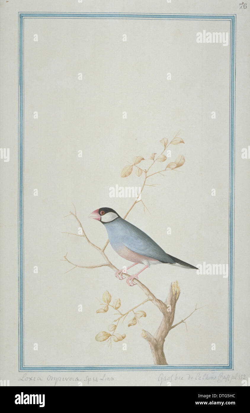 Lonchura sp., munia Stock Photo - Alamy