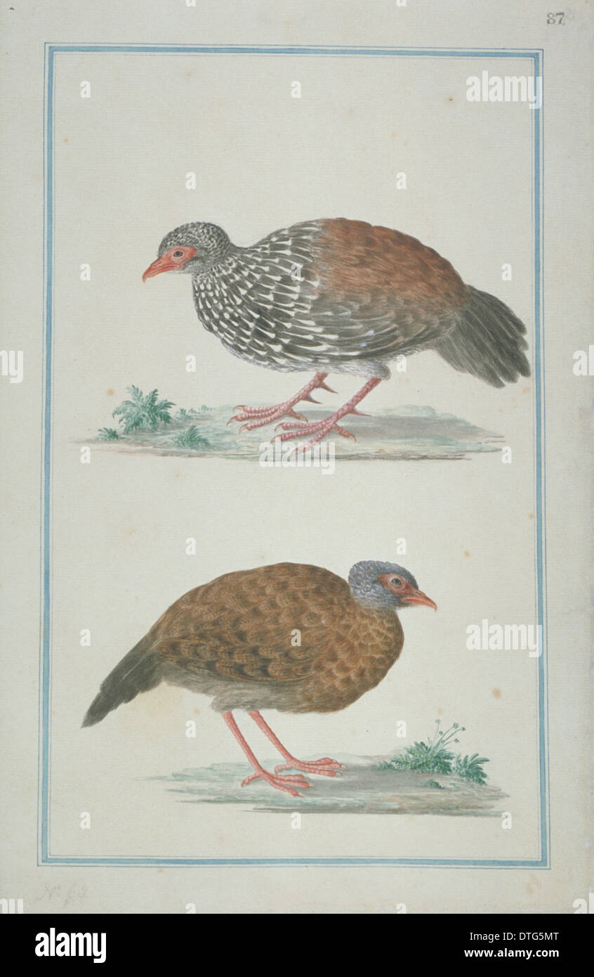 Ceylon spurfowl hi-res stock photography and images - Alamy
