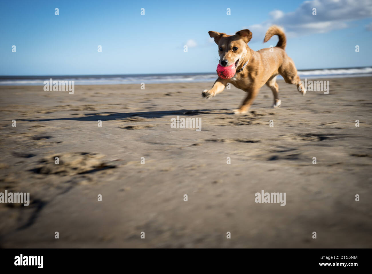 Small dog running on beach Stock Photo - Alamy