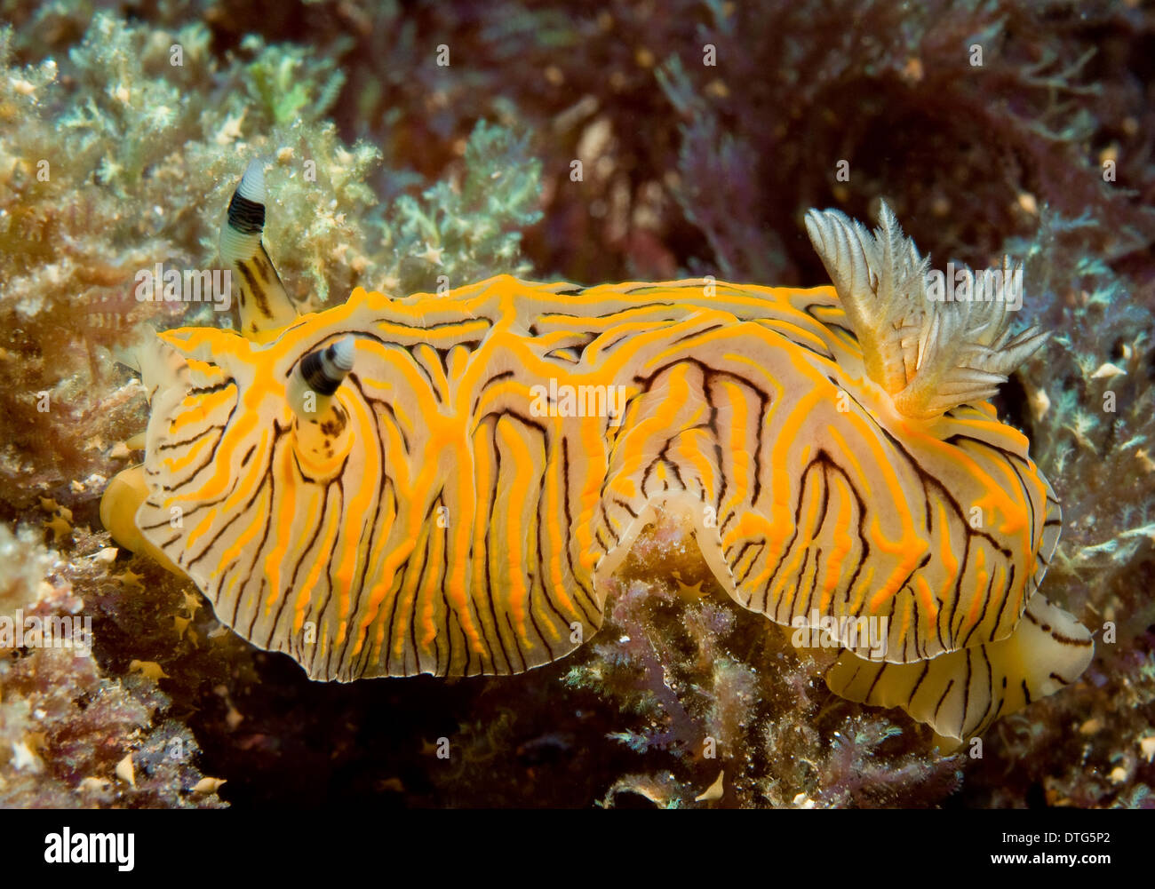 Halgerda willeyi, Lord Howe Island Stock Photo - Alamy