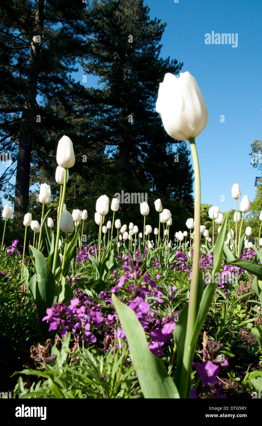 Woodthorpe park hi-res stock photography and images - Alamy