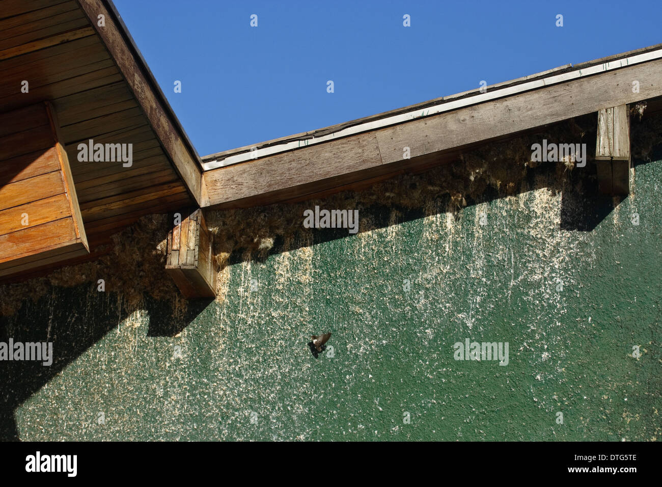 Swift bird and nest hi-res stock photography and images - Alamy