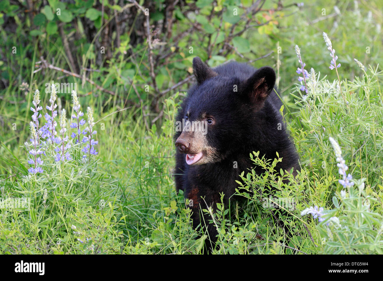 Black Bear, cub, 6 months / (Ursus americanus Stock Photo - Alamy