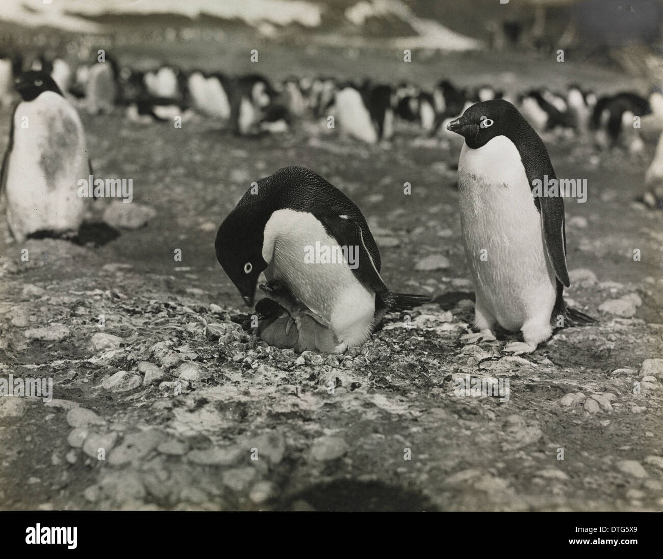 Adélie Penguins, Cape Adare Stock Photo - Alamy