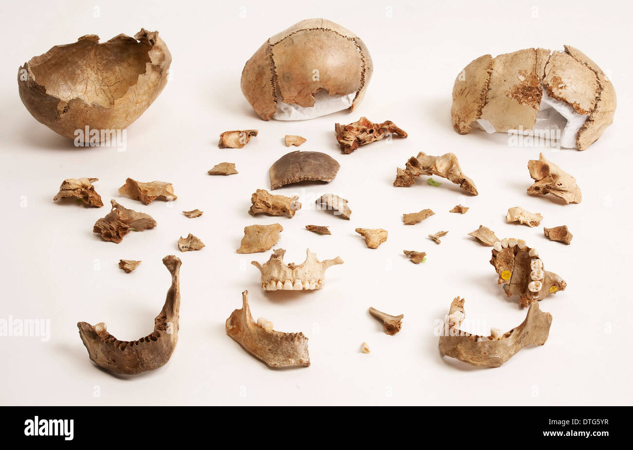 Bone Fragments High Resolution Stock Photography and Images - Alamy