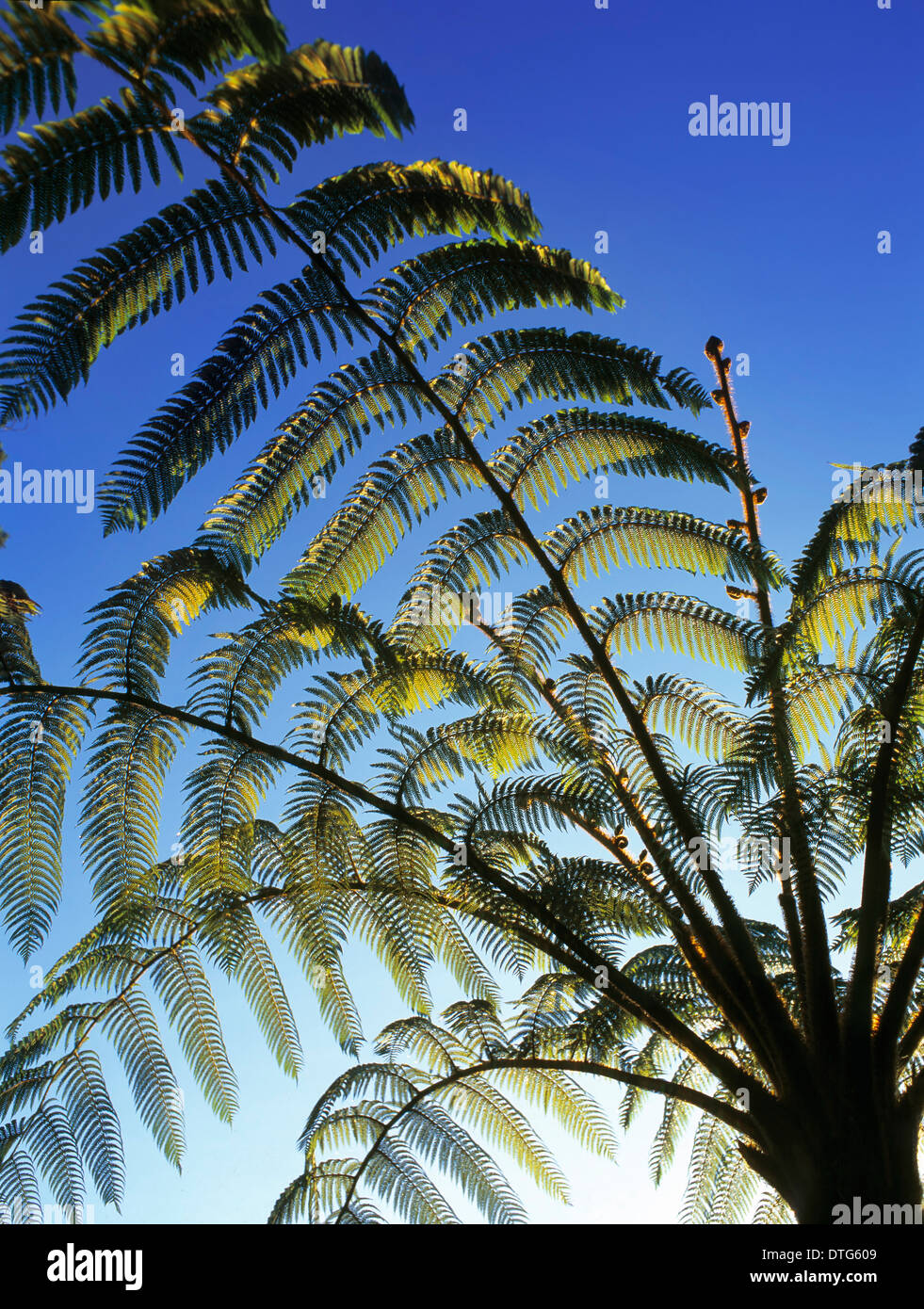 Tree fern, Sri Lanka Stock Photo - Alamy