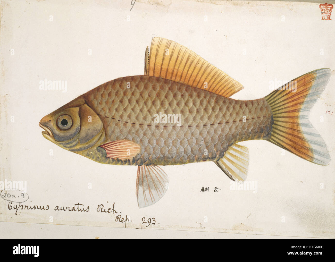 Cyprinus auratus goldfish hi-res stock photography and images - Alamy