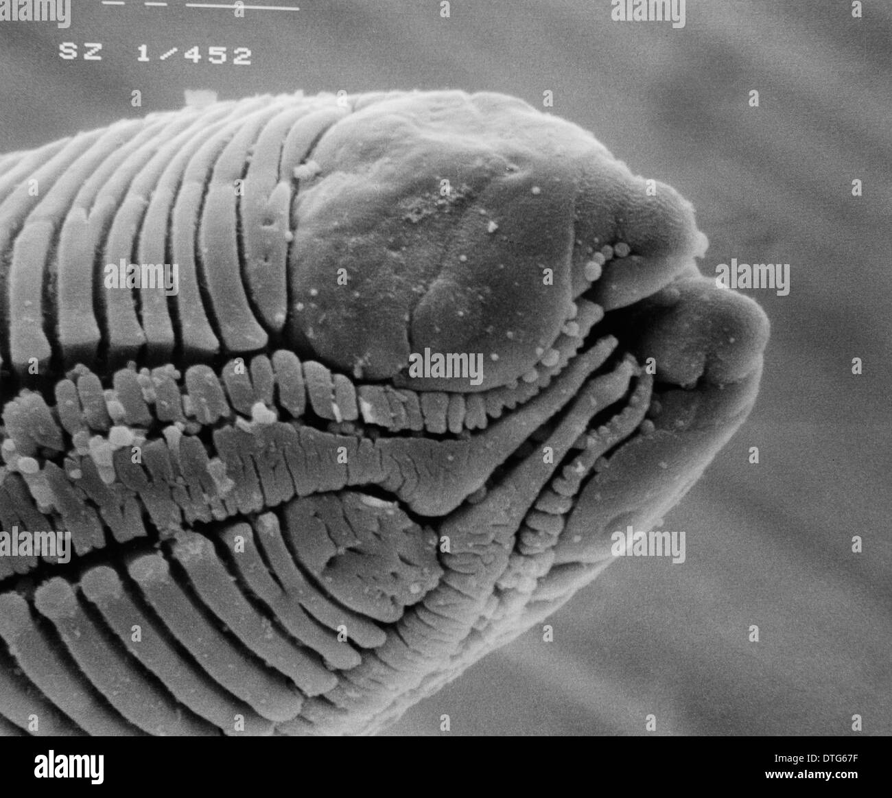 Roundworm microscope hi-res stock photography and images - Alamy