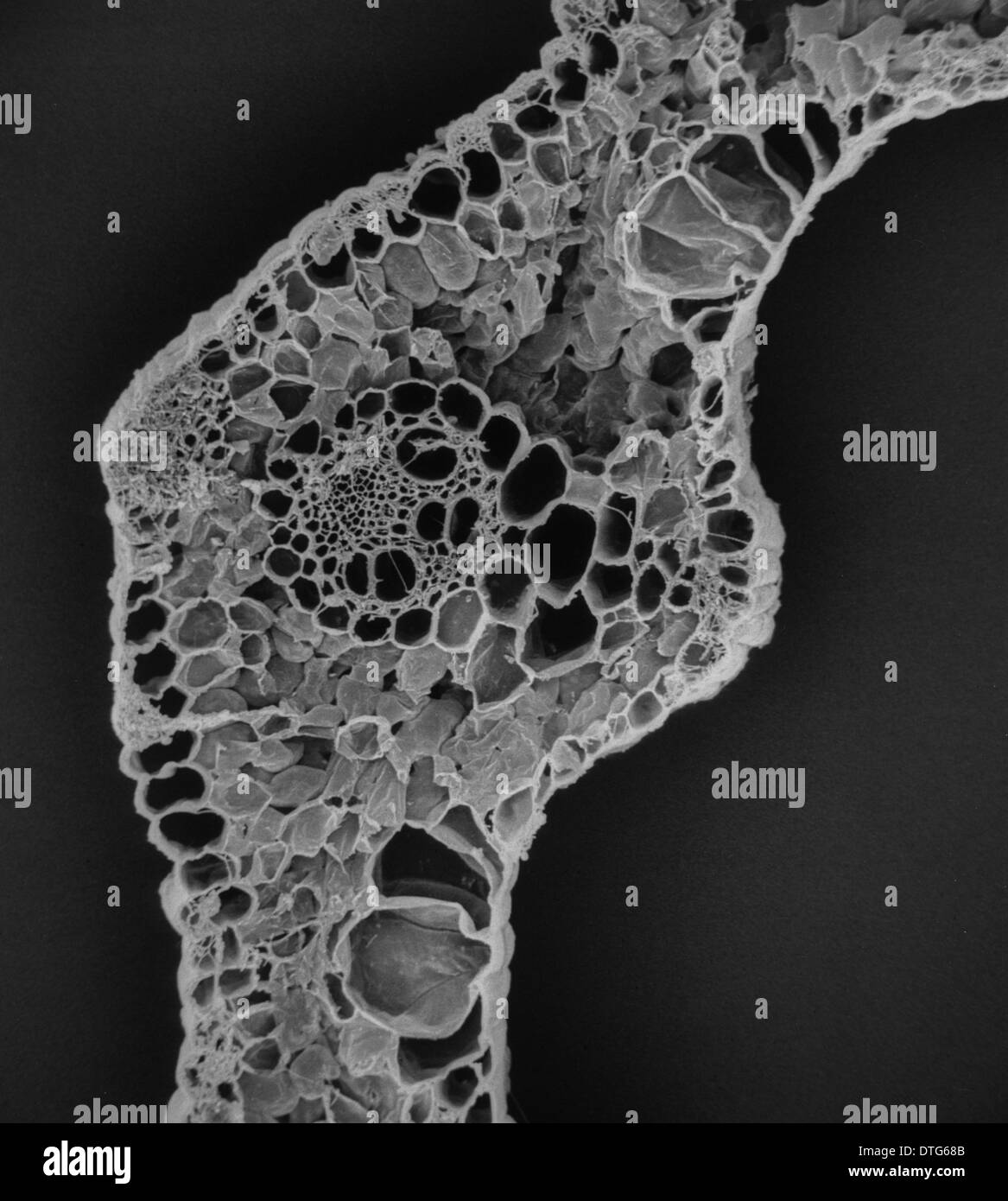 Cow stomach microscope hi-res stock photography and images - Alamy