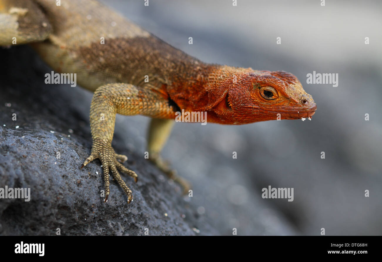 This Galapagos lava lizard has a dew goatee after waking up from a cold ...